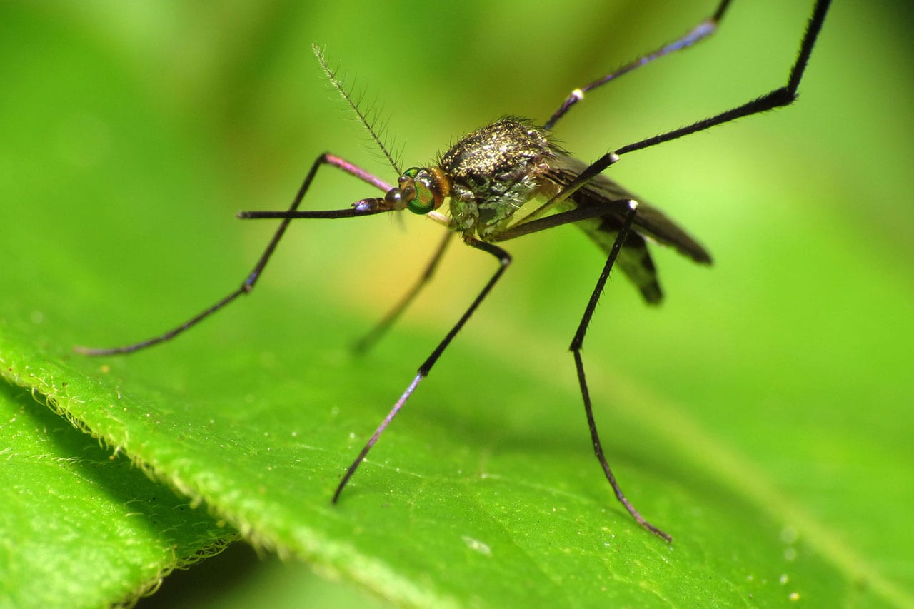 How Long Do Mosquitoes Live? | Excel Pest Services How Long Do Mosquitoes Live? | Excel Pest Services