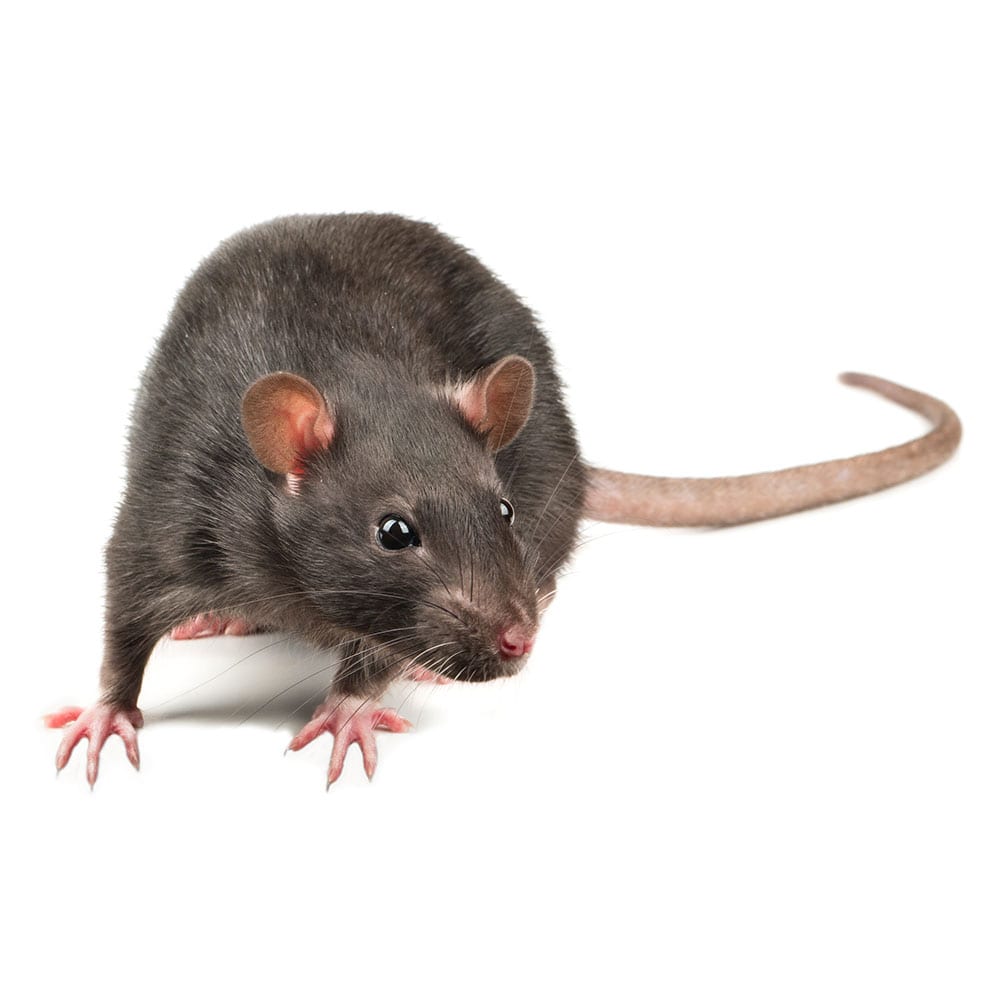 Rodent Pest Control | Excel Pest Services