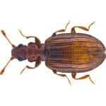 Pest Control & Exterminators | Florida & NJ | Excel Pest Services