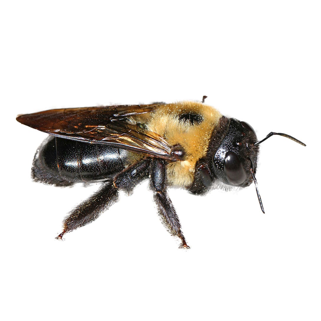 Carpenter Bee Removal and Pest Control | Excel Pest Services Carpenter Bee Removal and Pest Control | Excel Pest Services