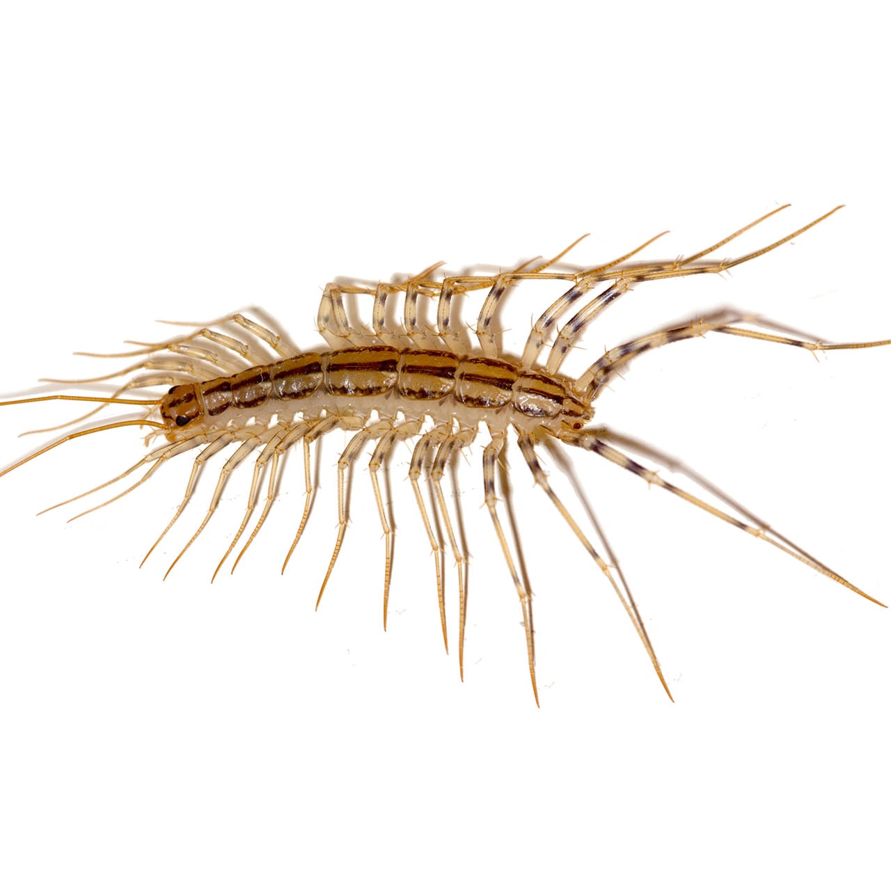 Centipede Removal & Pest Control | Excel Pest Services Centipede Removal & Pest Control | Excel Pest Services