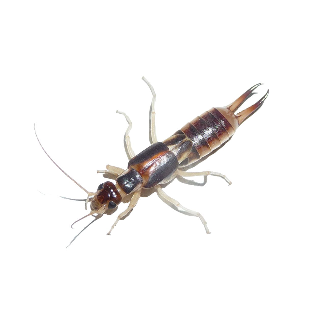 Earwig Pest Control | Florida & NJ | Excel Pest Services Earwig Pest Control | Florida & NJ | Excel Pest Services