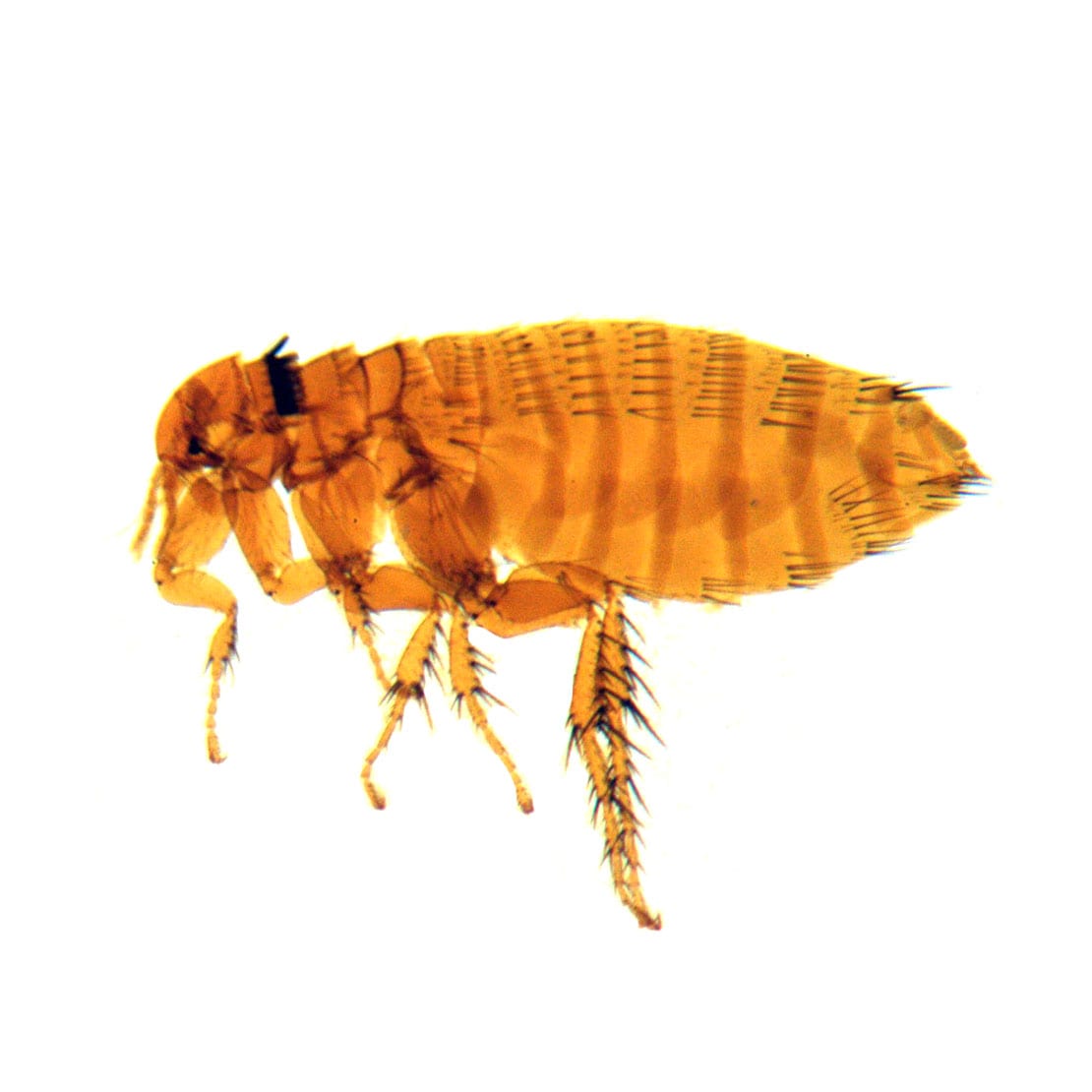 Flea Removal & Control | FL & NJ | Excel Pest Services Flea Removal & Control | FL & NJ | Excel Pest Services