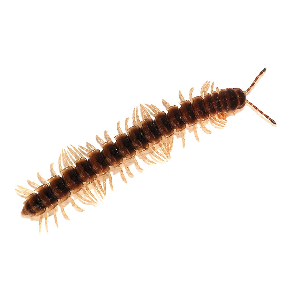 Millipede Florida & NJ Pest Control | Excel Pest Services Millipede Florida & NJ Pest Control | Excel Pest Services