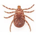 Pest Control & Exterminators | Florida & NJ | Excel Pest Services