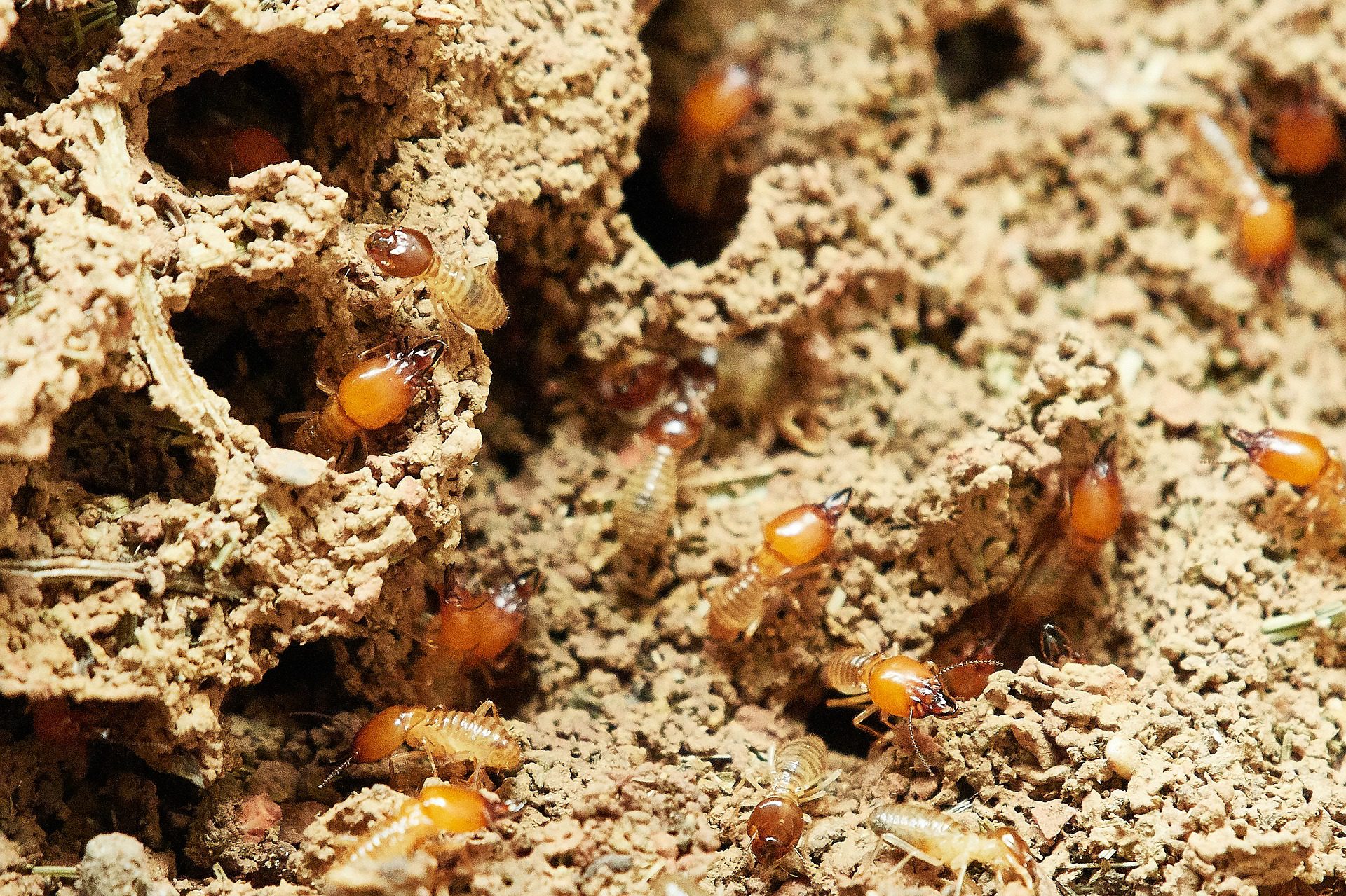 A Guide To Termite Lifecycle | Excel Pest Services